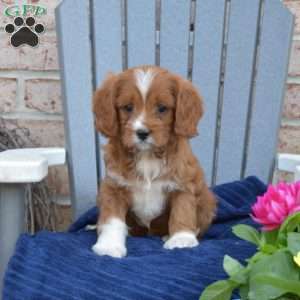 New Arrivals | See New Puppies | Greenfield Puppies
