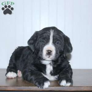 Labernese Puppies For Sale - Greenfield Puppies