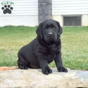 Black Labrador Retriever Puppies For Sale - Greenfield Puppies