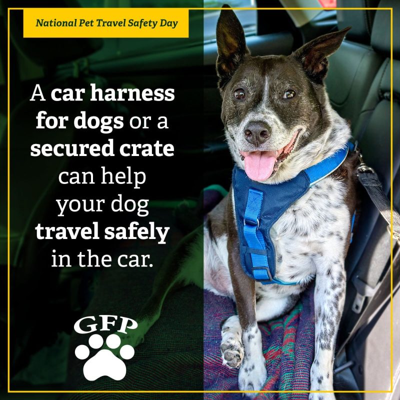 What to Know About Car Sickness in Dogs (and How to Prevent It)