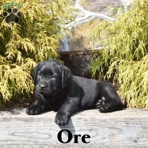 Black Labrador Retriever Puppies For Sale - Greenfield Puppies