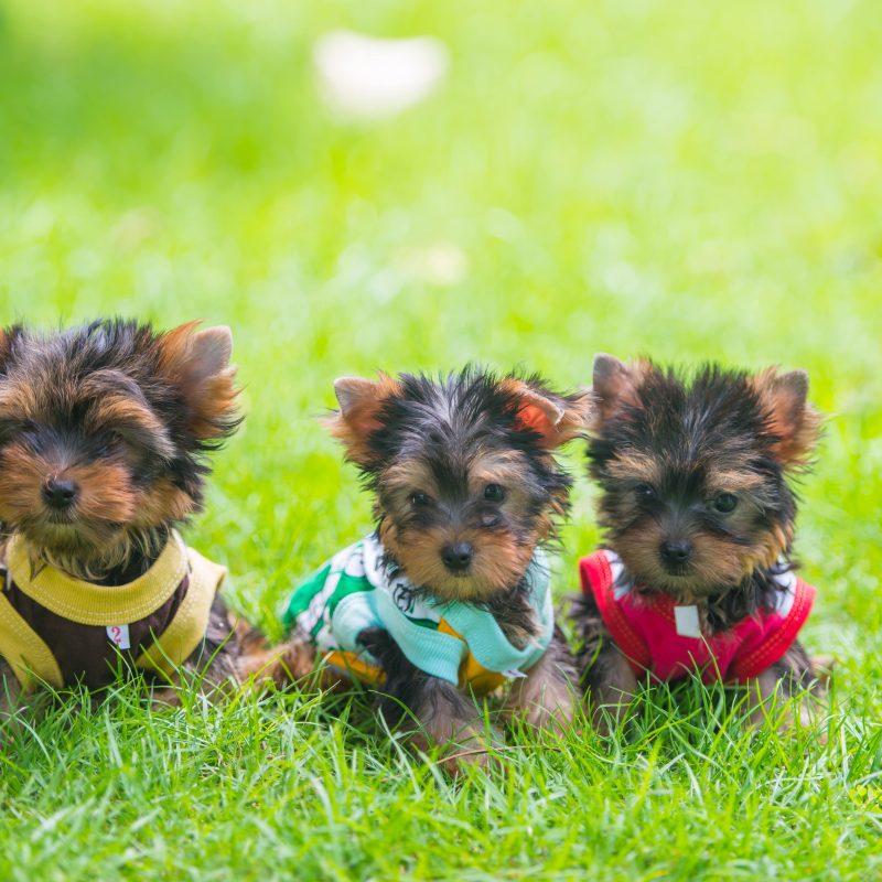 10 Essential Facts About Yorkies - Greenfield Puppies