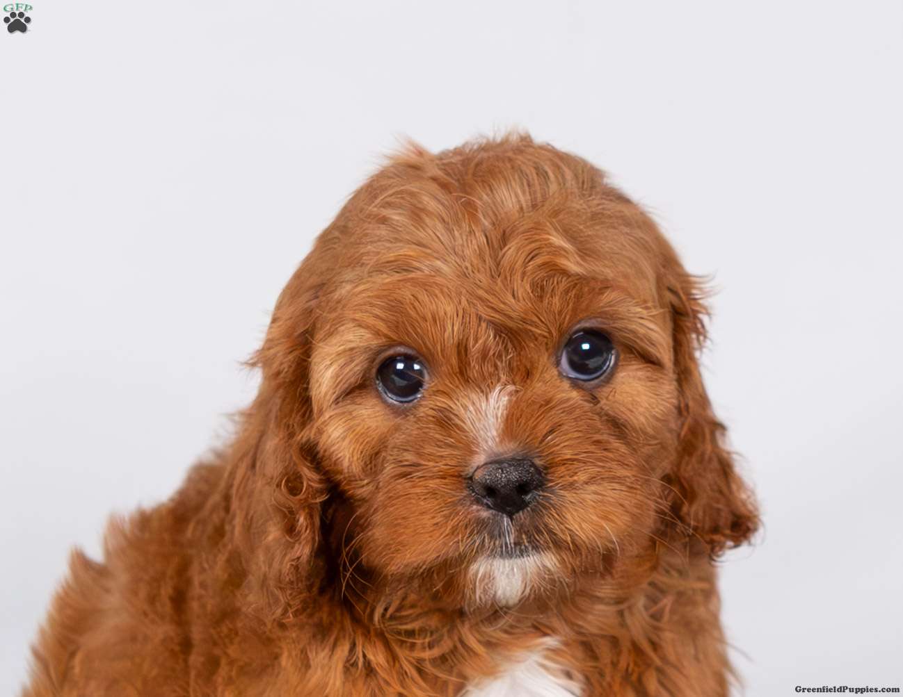 Bean - Cavapoo Puppy For Sale in Pennsylvania