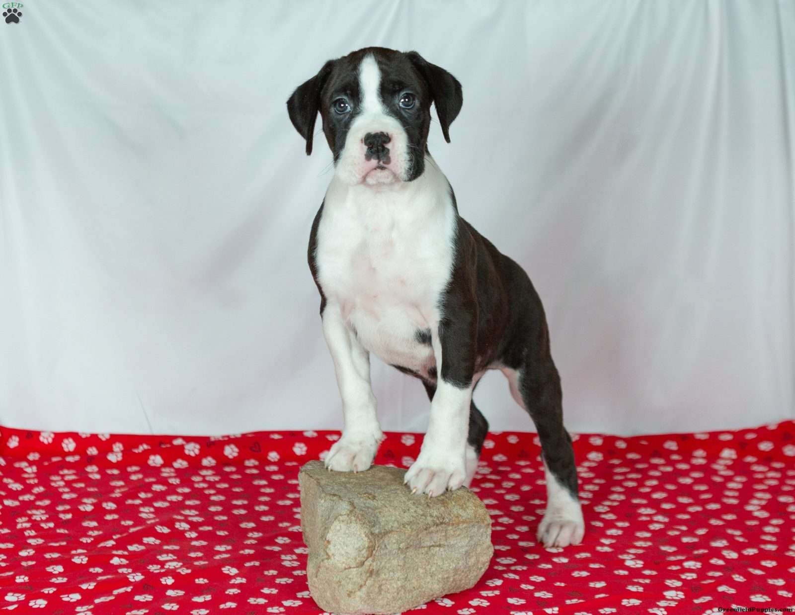 Lincoln - Boxer Puppy For Sale in Pennsylvania