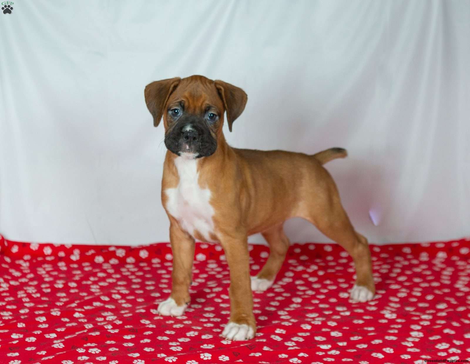 Liberty - Boxer Puppy For Sale in Pennsylvania