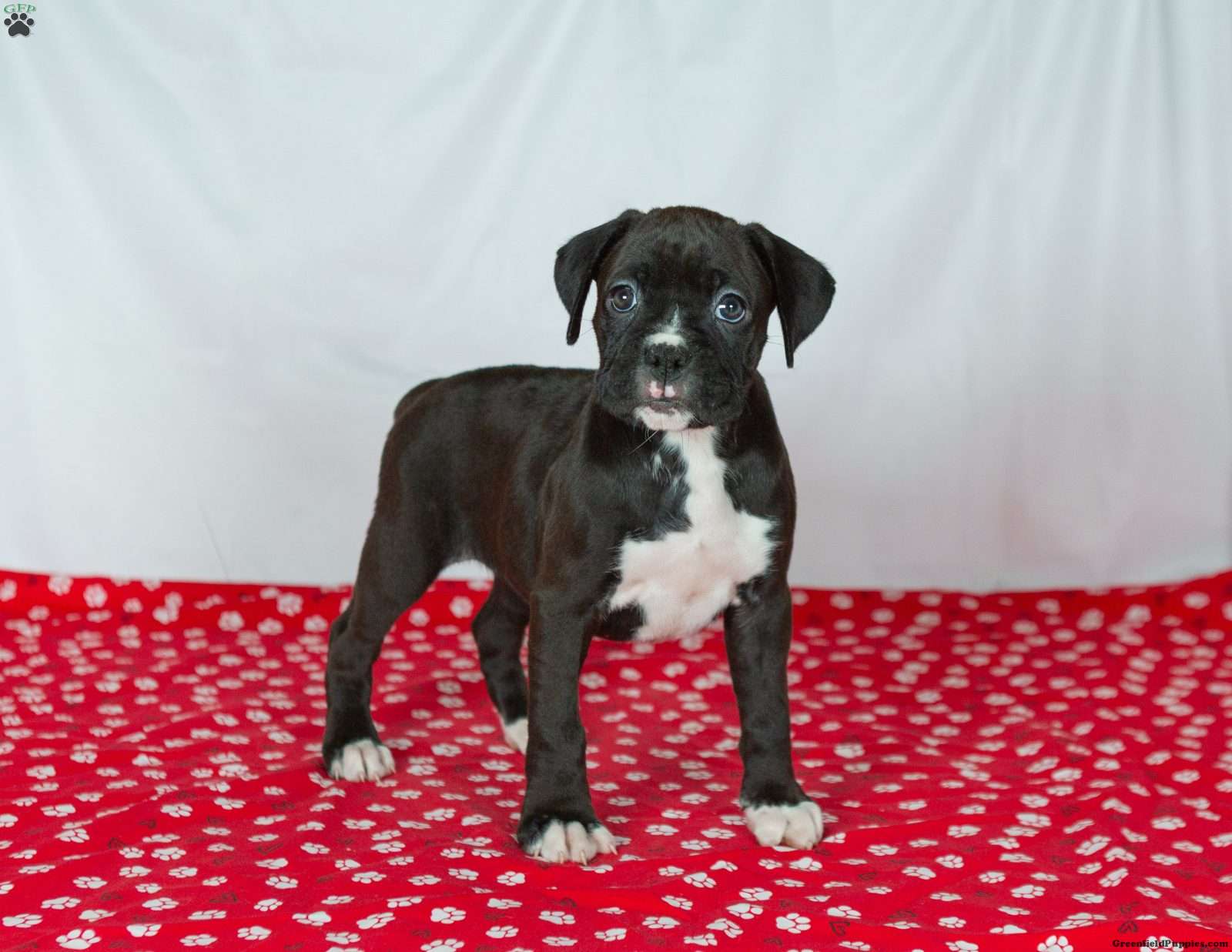 Little Lady - Boxer Puppy For Sale in Pennsylvania