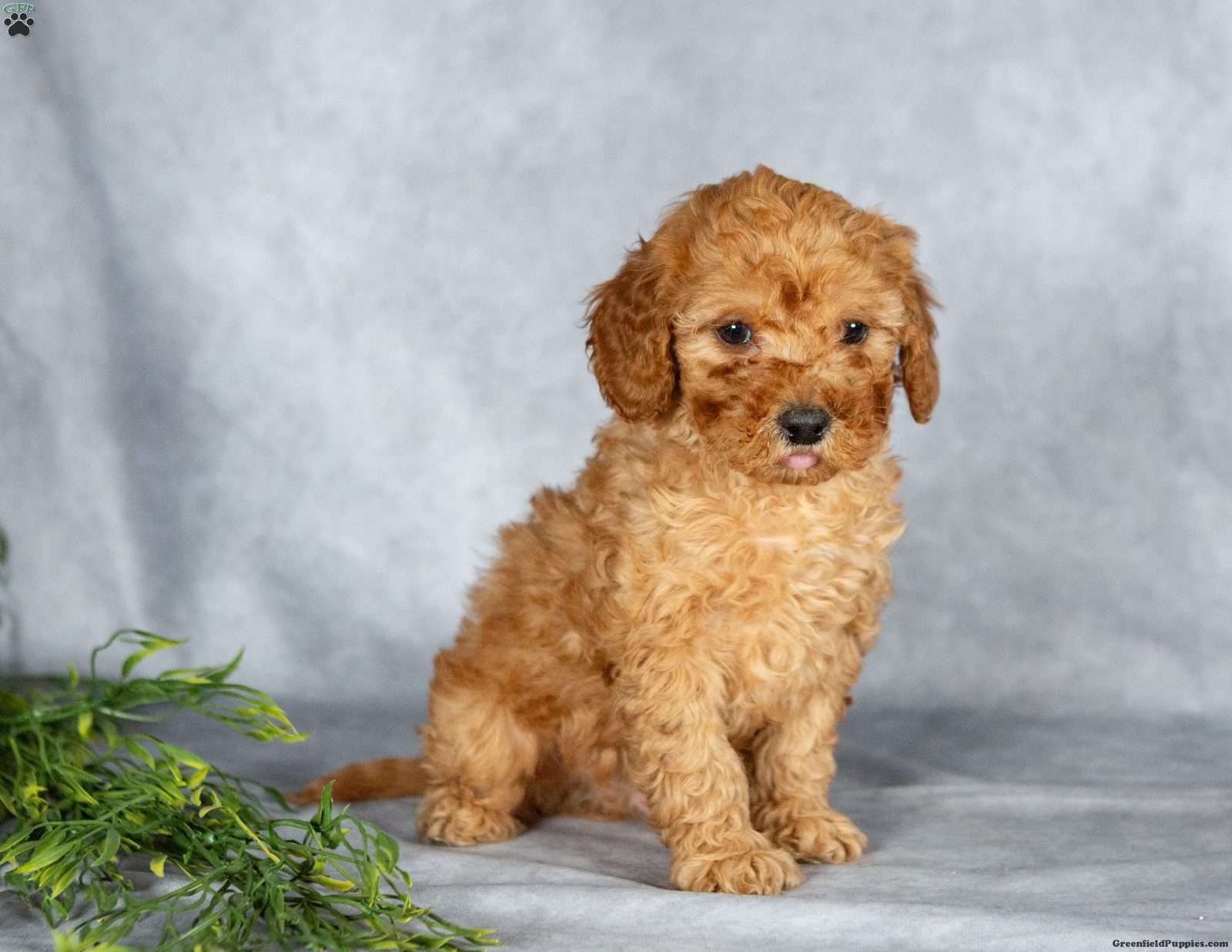 Justin - Miniature Poodle Puppy For Sale in Pennsylvania