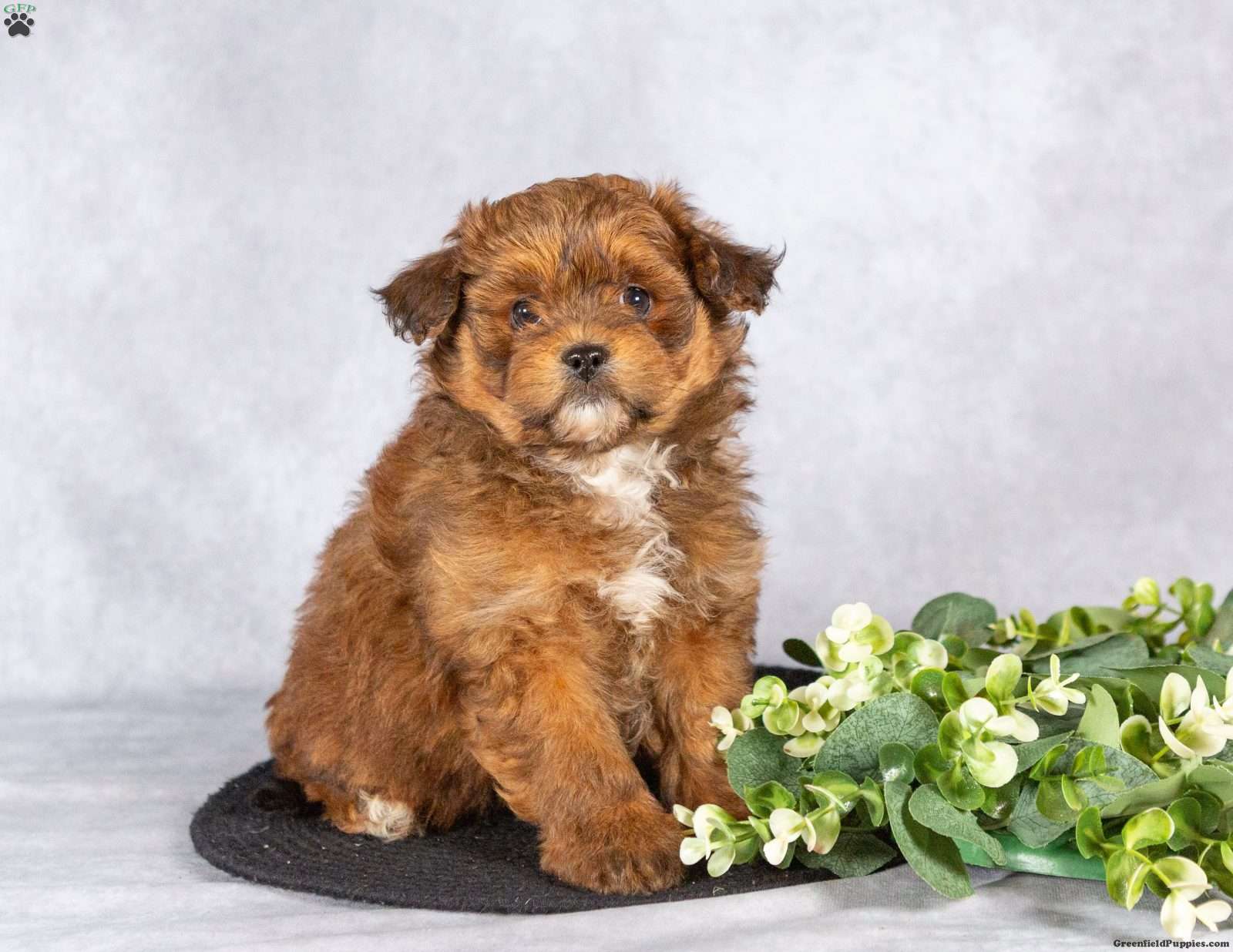 Twila - Pomapoo Puppy For Sale in Pennsylvania
