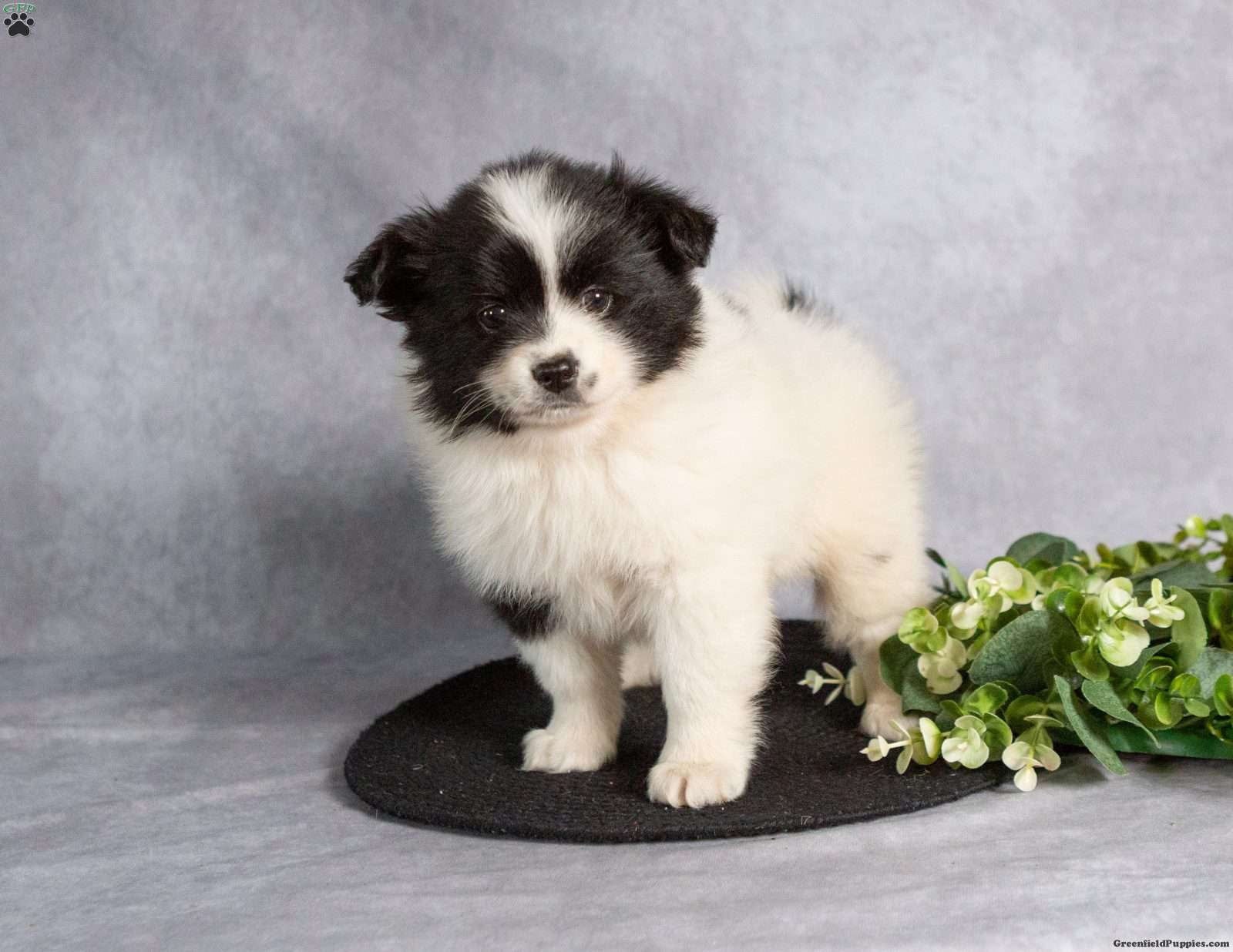 Sassy - Pomapoo Puppy For Sale in Pennsylvania