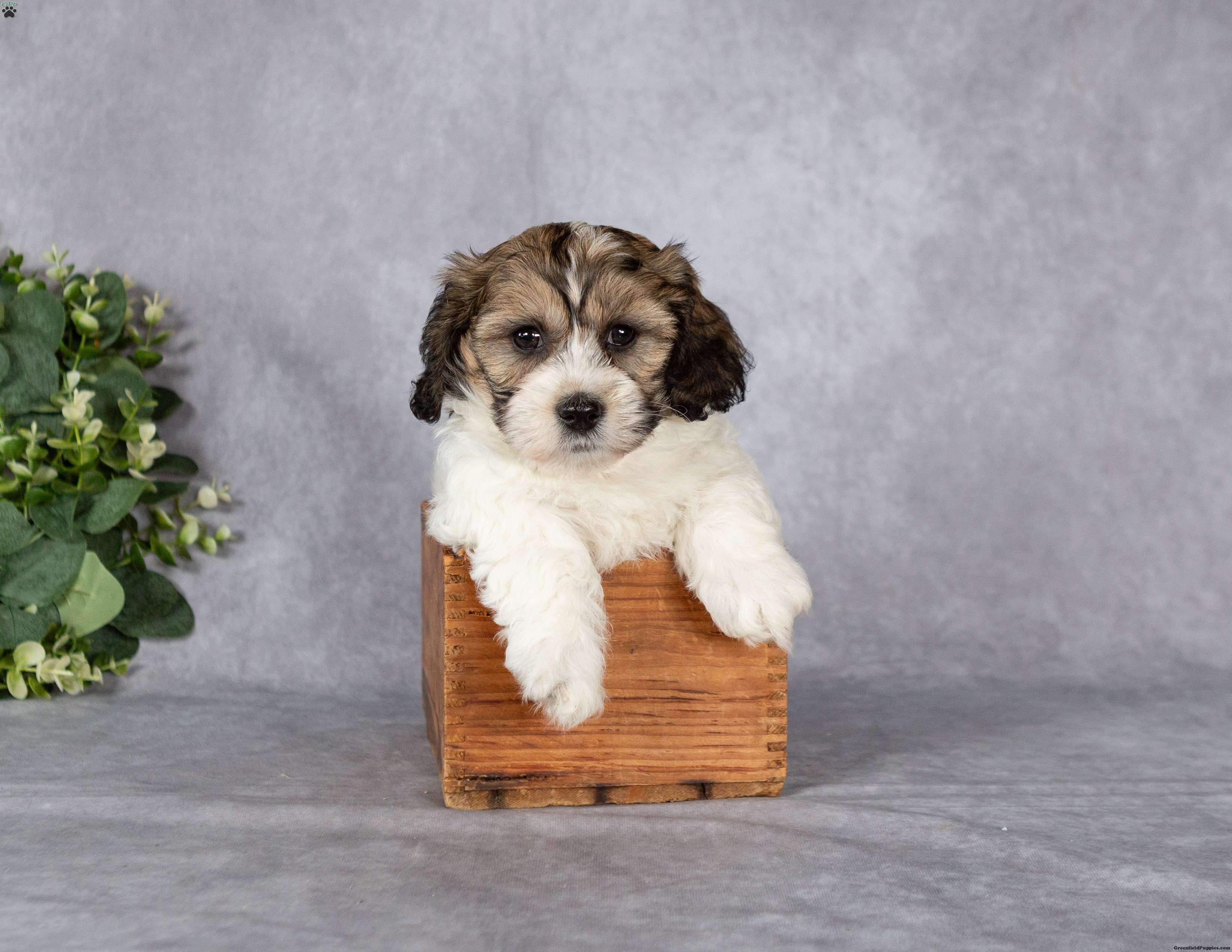 Benny - Teddy Bear Puppy For Sale in Pennsylvania