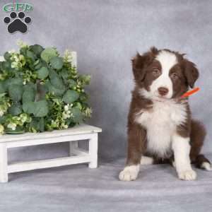 Border Collie Puppies For Sale - Greenfield Puppies