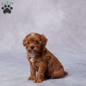 Cavapoo Puppies For Sale - Greenfield Puppies