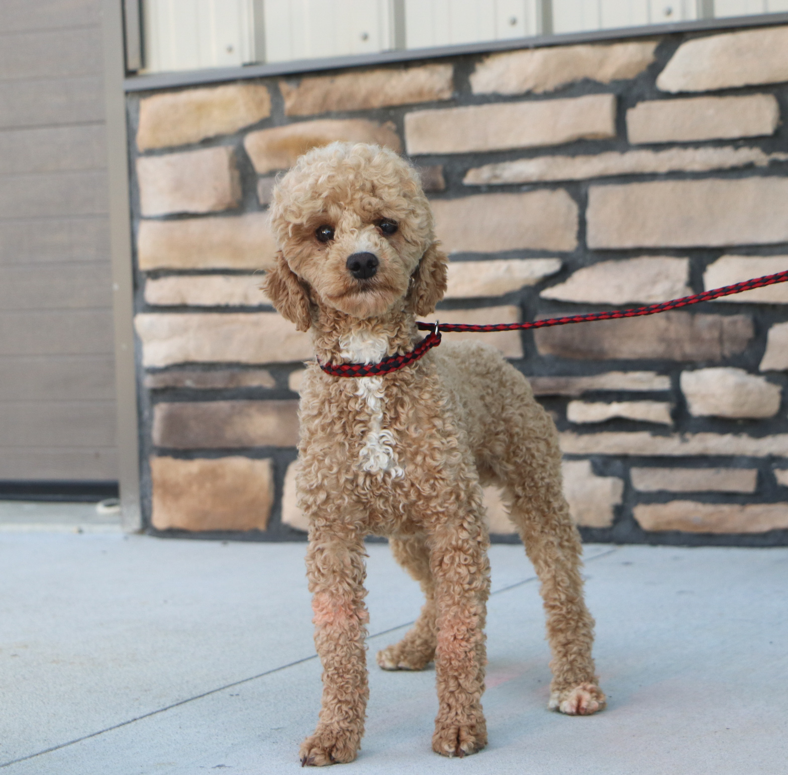 Leah - Miniature Poodle Puppy For Sale in Ohio