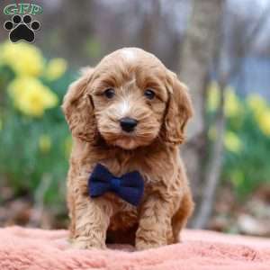 Cockapoo Puppies for Sale - Greenfield Puppies