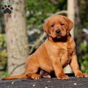 Fox Red Labrador Retriever Puppies for Sale - Greenfield Puppies