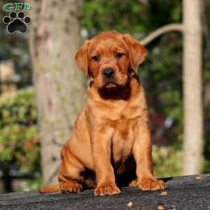 Fox Red Labrador Retriever Puppies for Sale - Greenfield Puppies