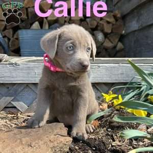 Elaine Wolf - Greenfield Puppies