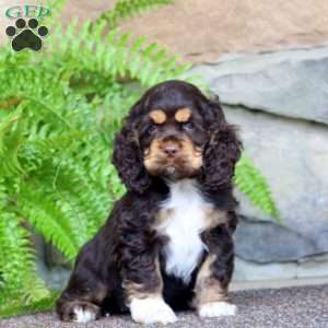 Cocker Spaniel Puppies For Sale - Greenfield Puppies