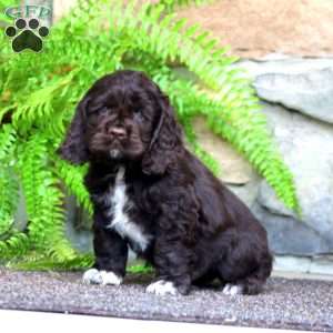 Champion Breeds | Puppies of Champions | Greenfield Puppies