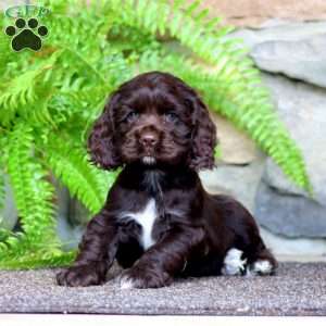 Cocker Spaniel Puppies For Sale - Greenfield Puppies