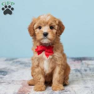 New Arrivals | See New Puppies | Greenfield Puppies