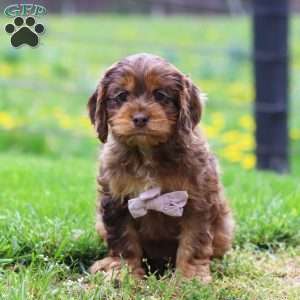 Cockapoo Puppies for Sale - Greenfield Puppies