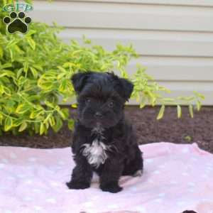 Yorkshire Terrier Puppies for Sale - Greenfield Puppies