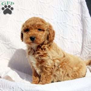 Bich-poo Puppies For Sale - Greenfield Puppies