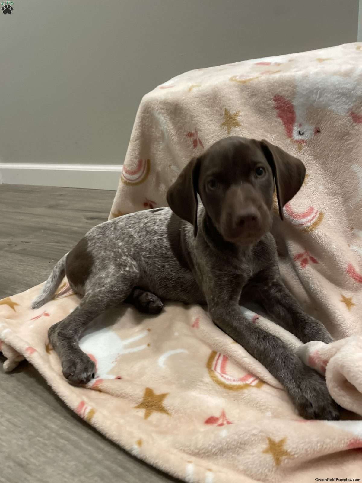Kit Kat - German Shorthaired Pointer Puppy For Sale in Pennsylvania