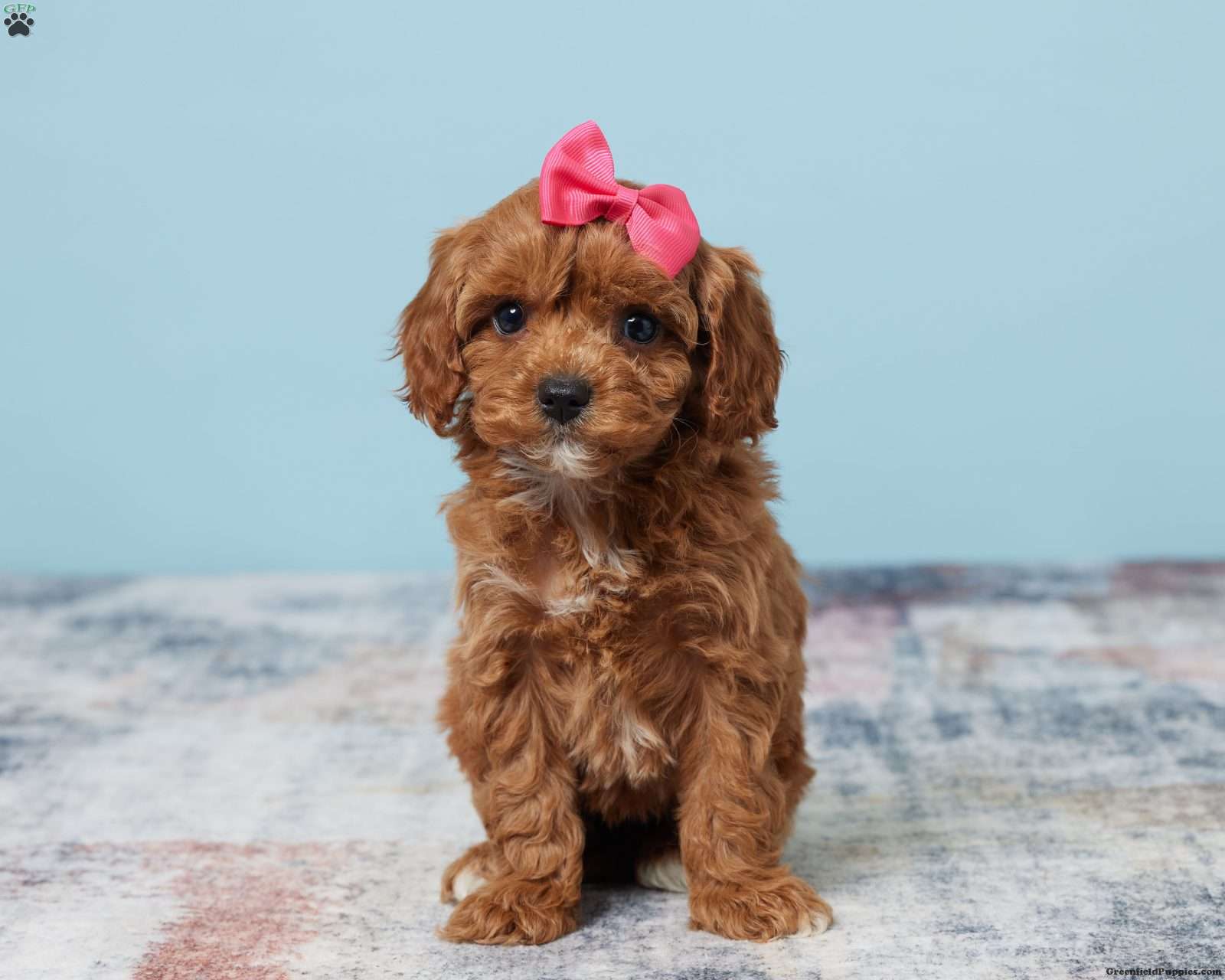 Luna - Cavapoo Puppy For Sale in Ohio