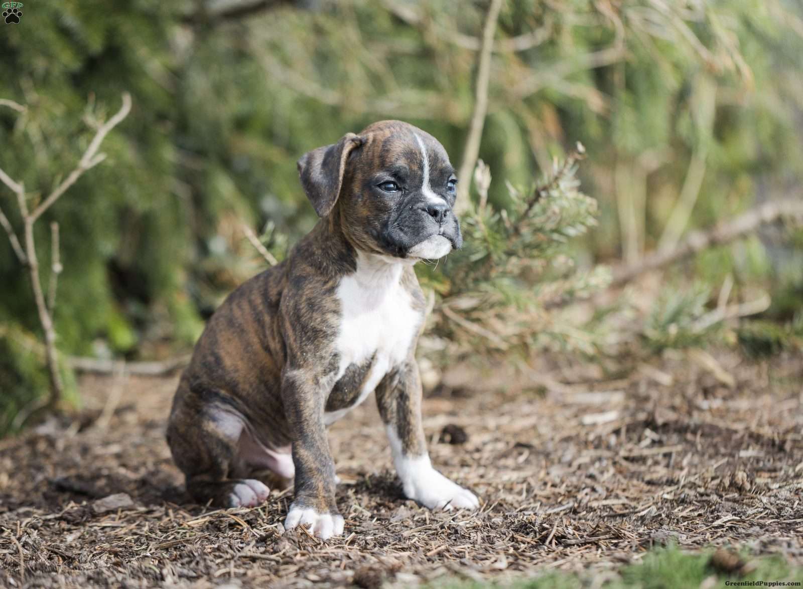 Buster - Boxer Puppy For Sale in Pennsylvania