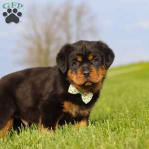 Rottweiler Puppies For Sale - Greenfield Puppies