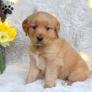 Sam Stoltzfus - Greenfield Puppies