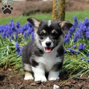 Pembroke Welsh Corgi Puppies for Sale - Greenfield Puppies