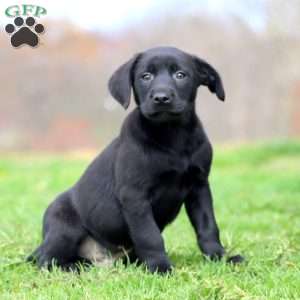 Black Labrador Retriever Puppies For Sale - Greenfield Puppies