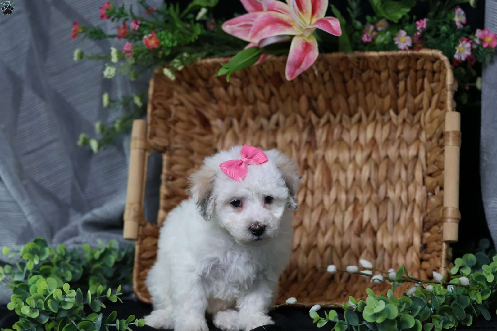 Robin - Bich-Poo Puppy For Sale in Pennsylvania