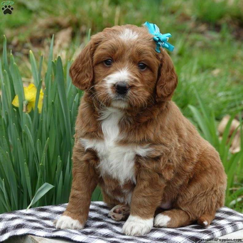 Summer Breeze - Mini Labradoodle Puppy For Sale in Pennsylvania