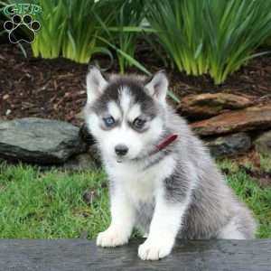 Siberian Husky Puppies For Sale - Greenfield Puppies