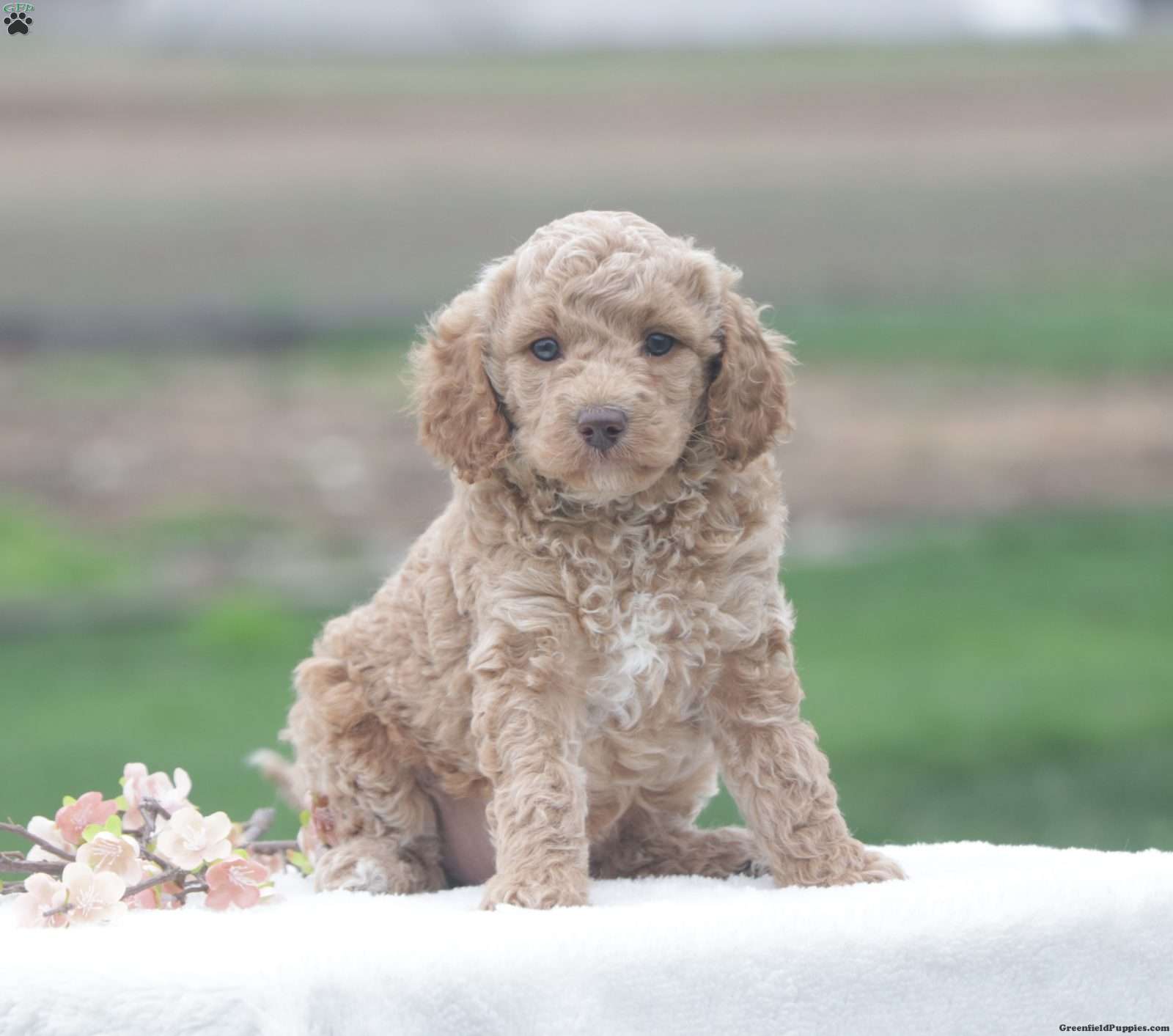Trisha - Cockapoo Puppy For Sale in Pennsylvania