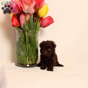 Puppies For Sale From Gold Standard Breeders