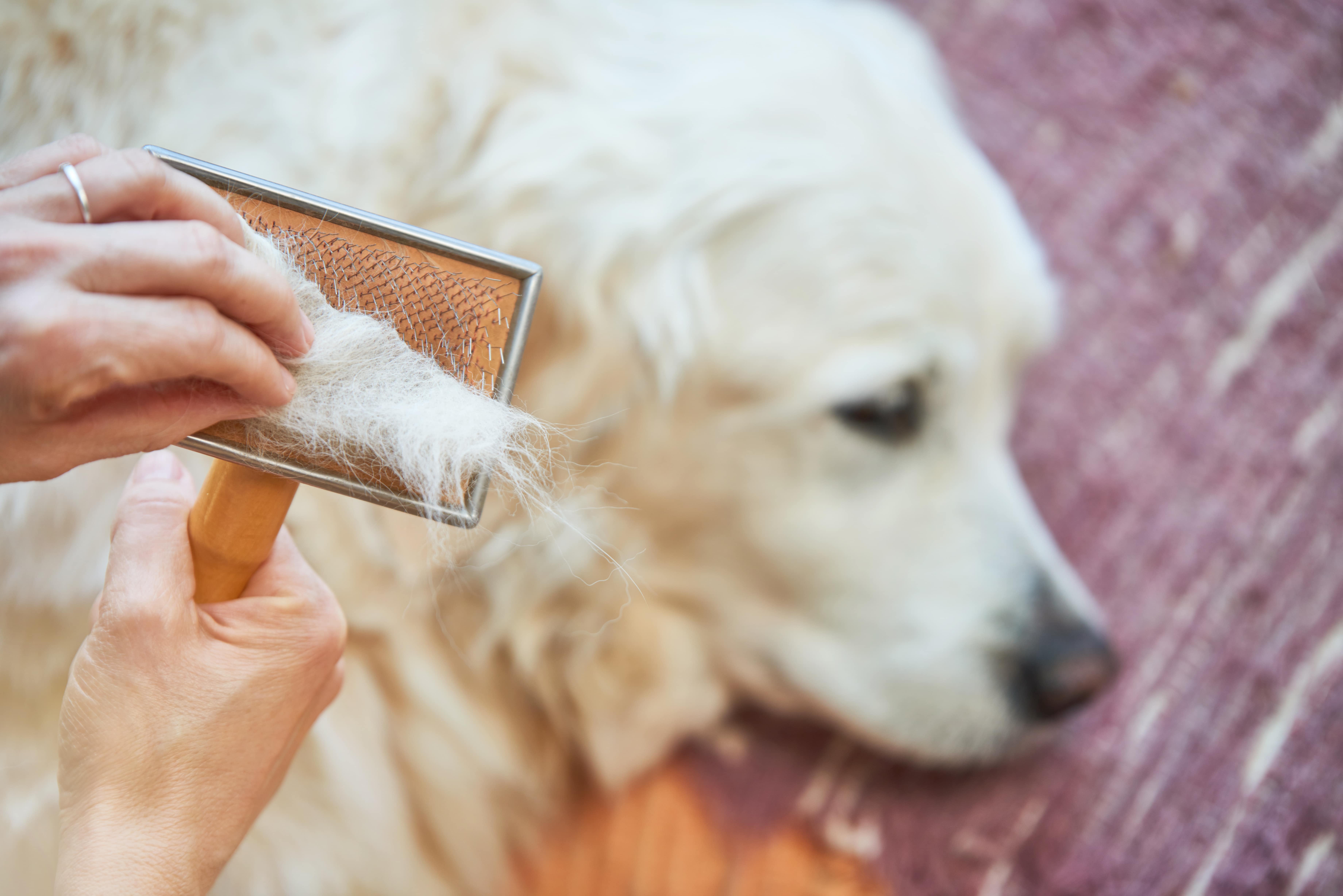 What to Know About Alopecia in Dogs