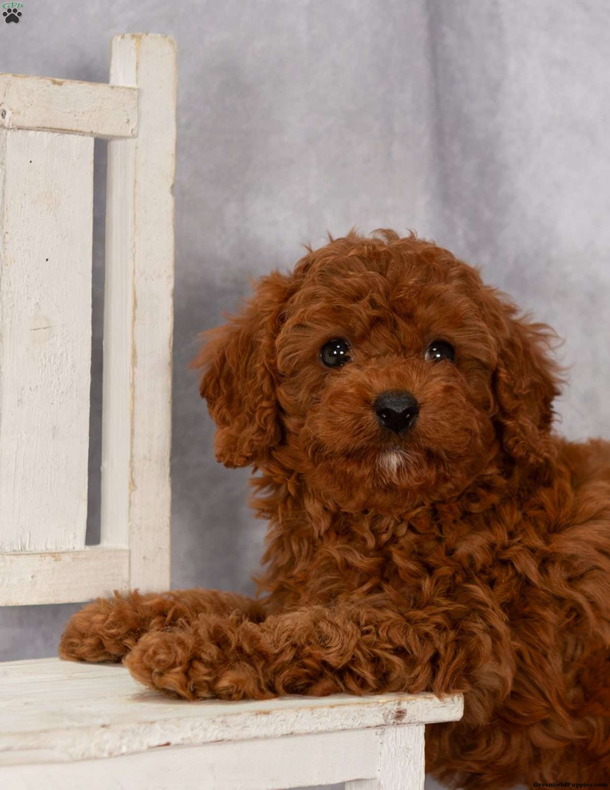 Tony F1B - Cavapoo Puppy For Sale in Pennsylvania