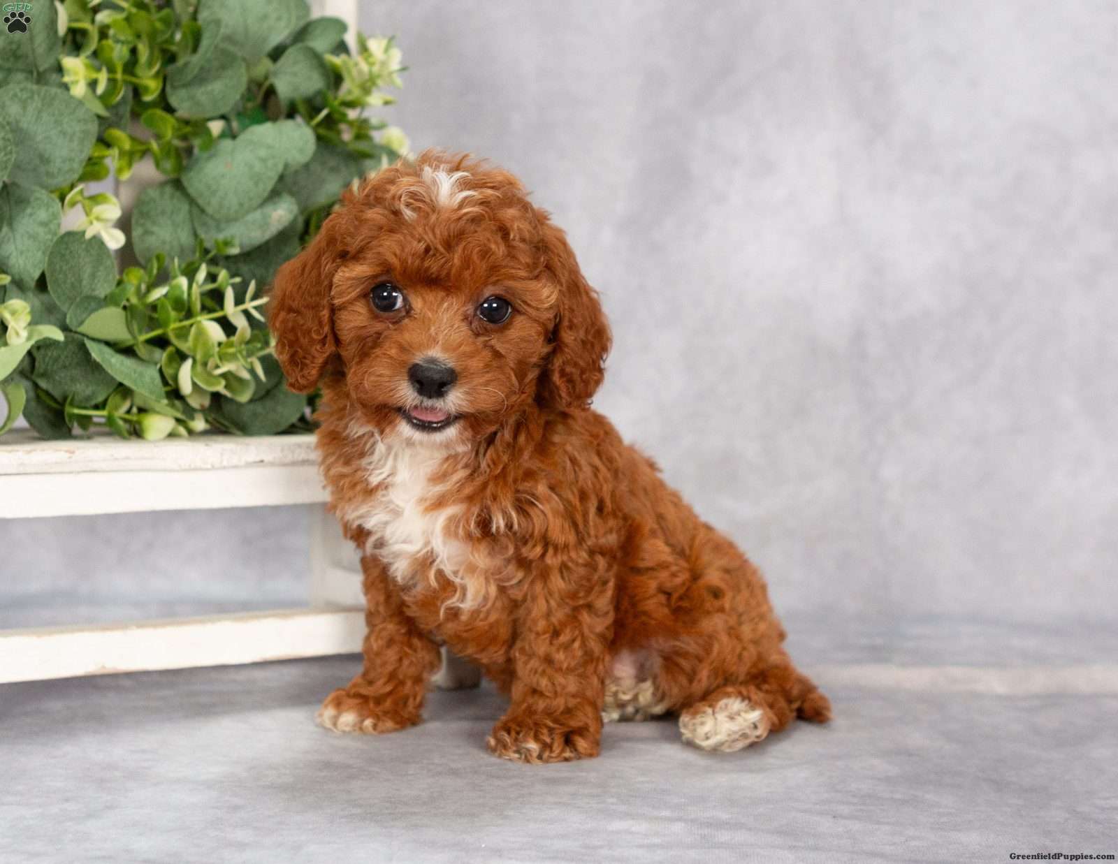 Tucker F1B - Cavapoo Puppy For Sale in Pennsylvania