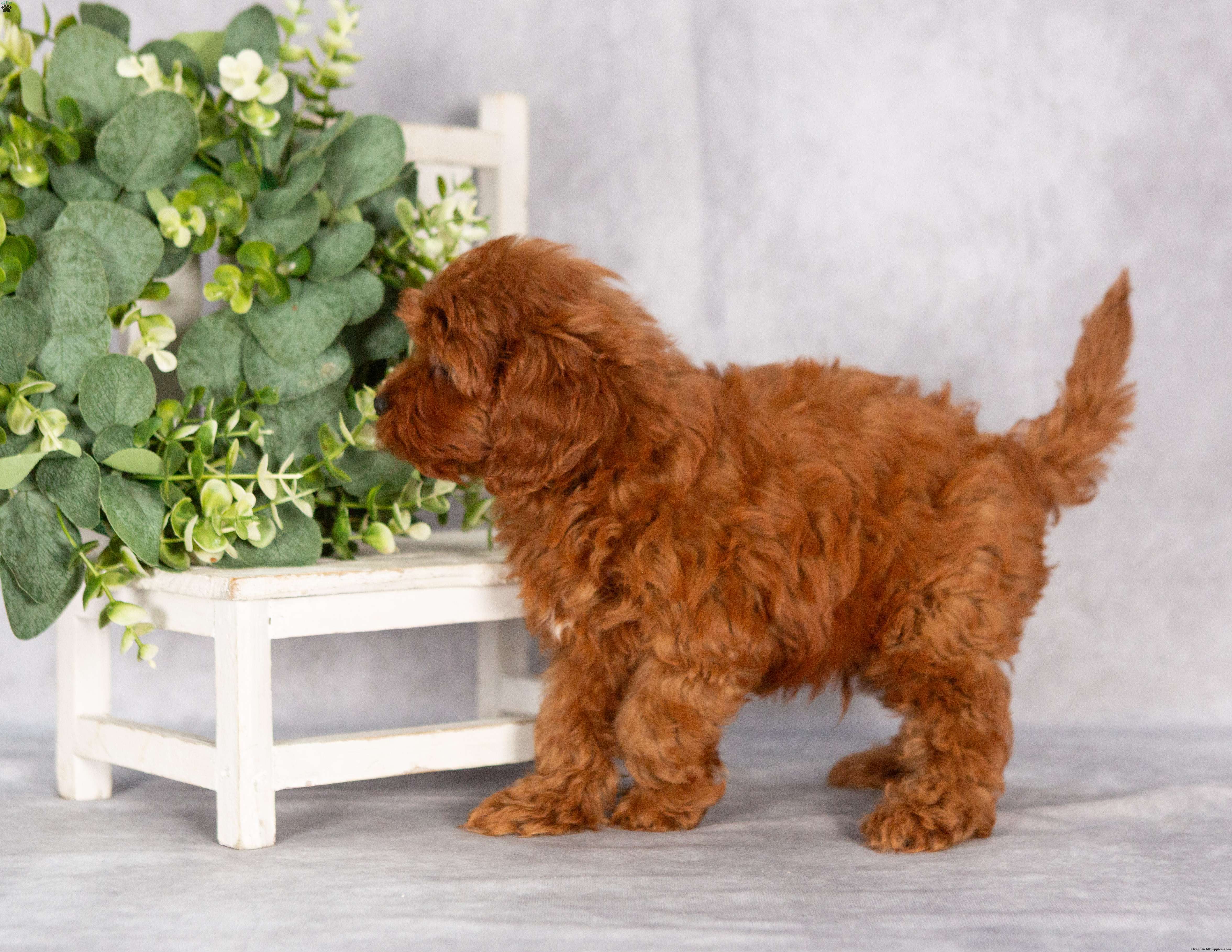 Terry F1B - Cavapoo Puppy For Sale in Pennsylvania