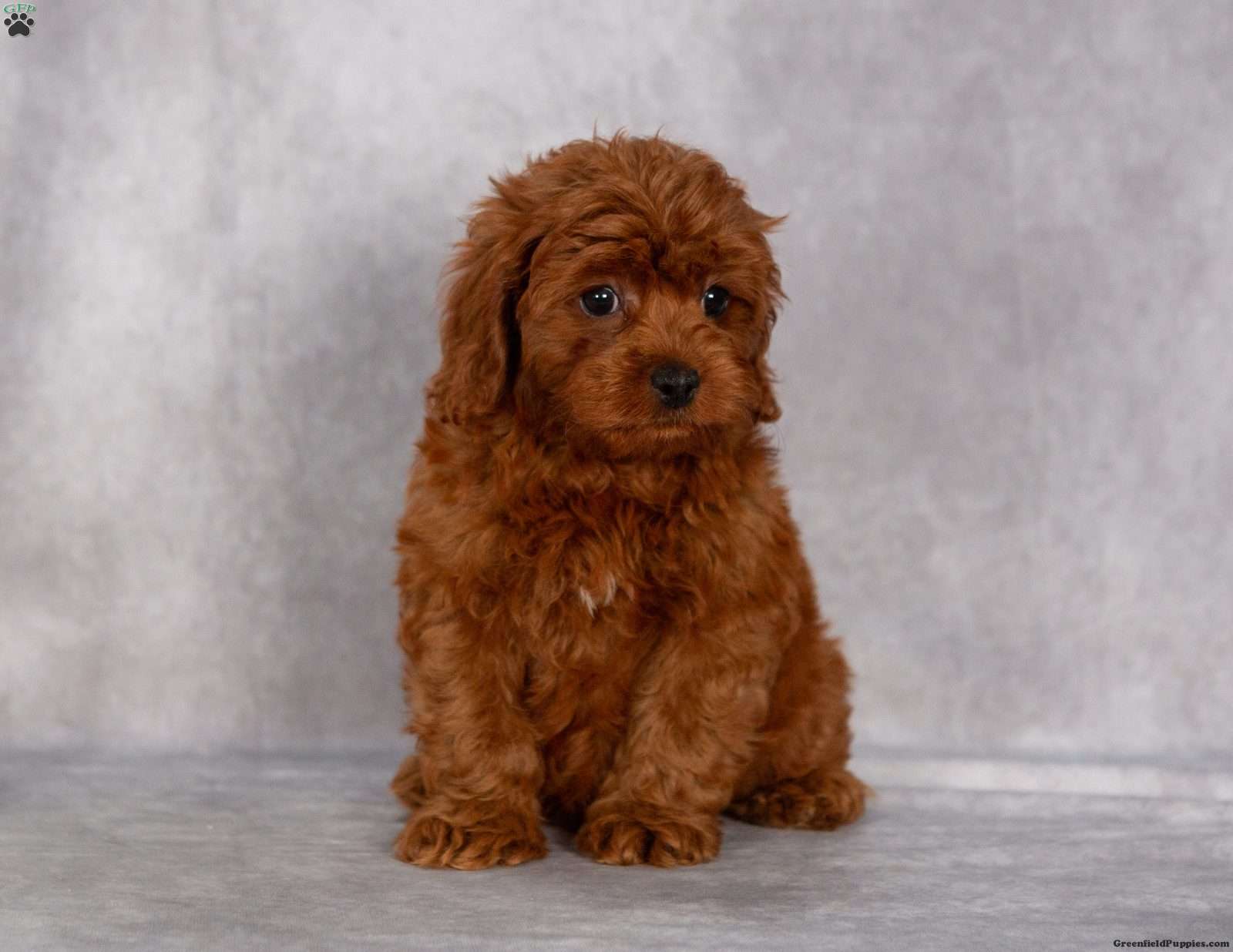 Terry F1B - Cavapoo Puppy For Sale in Pennsylvania