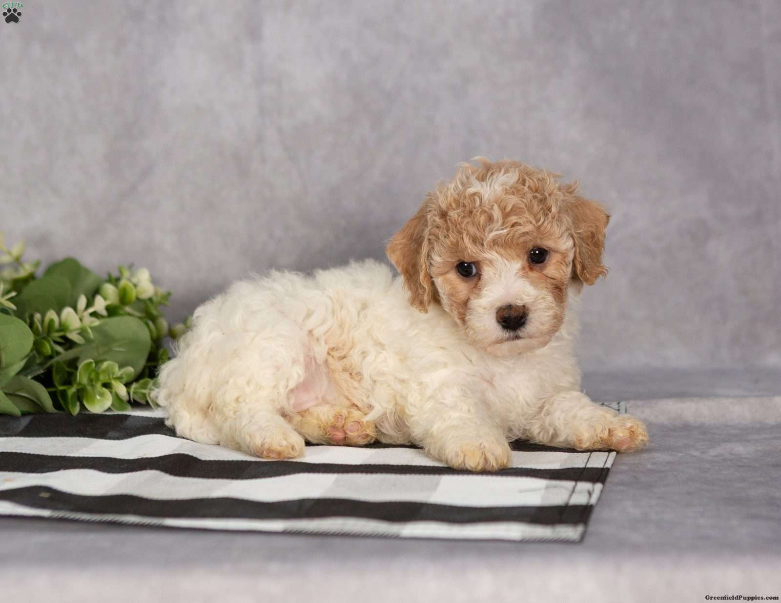 Pixie - Bich-Poo Puppy For Sale in Pennsylvania