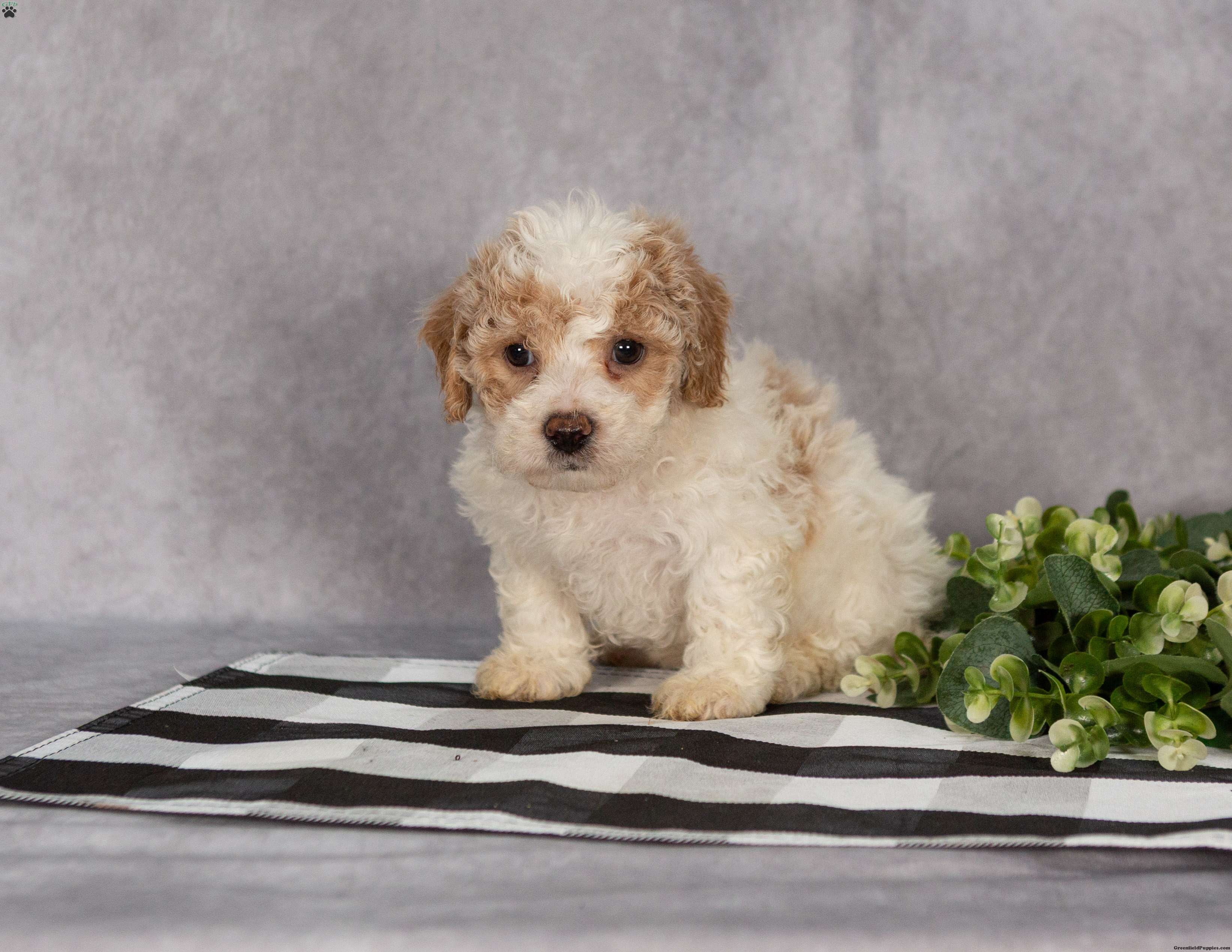 Paul - Bich-Poo Puppy For Sale in Pennsylvania