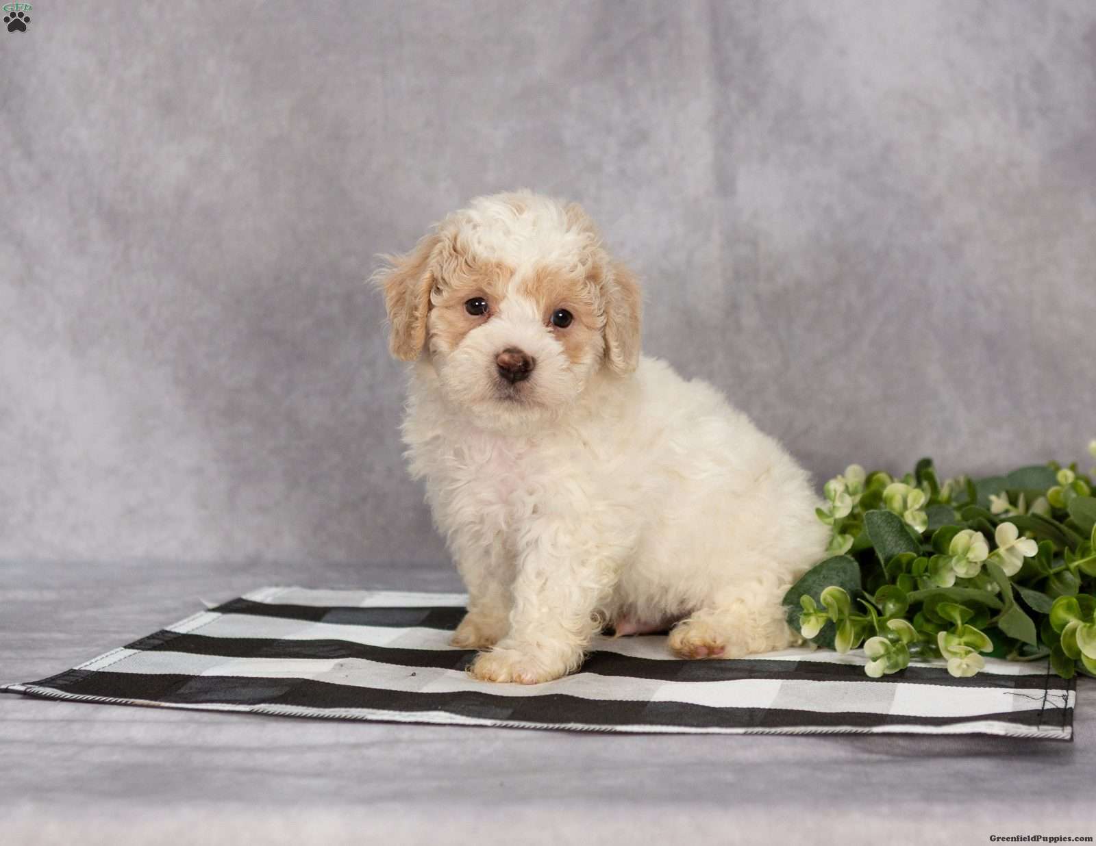 Penn - Bich-Poo Puppy For Sale in Pennsylvania