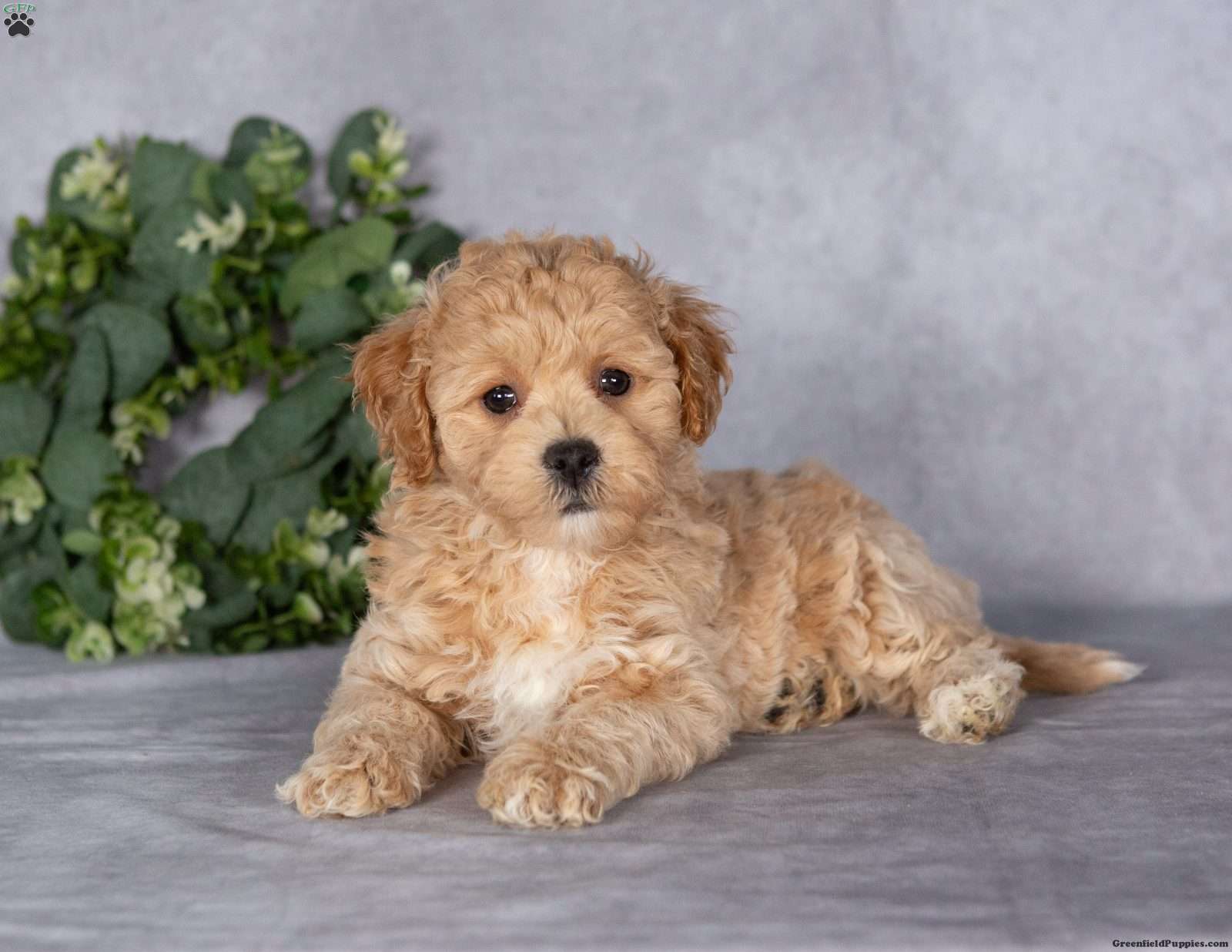 Bruce - Bich-Poo Puppy For Sale in Pennsylvania