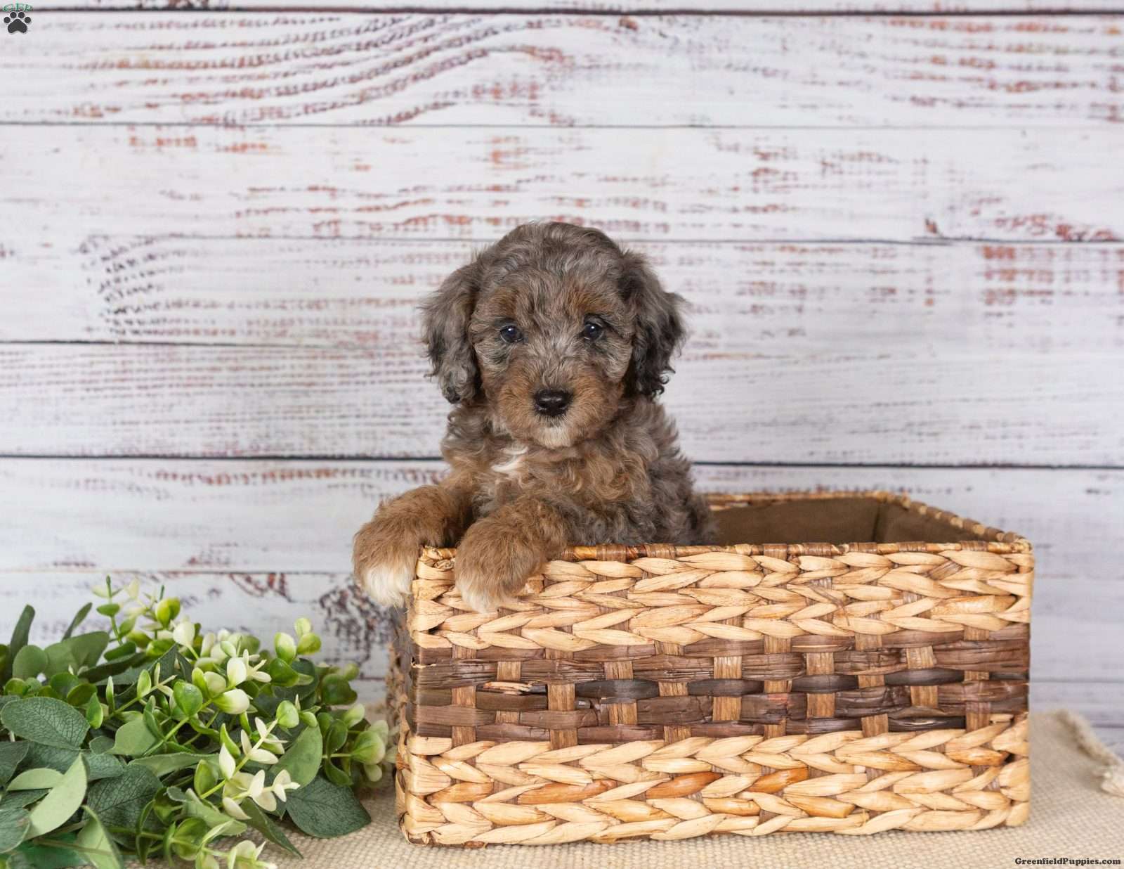 Alaine - Miniature Poodle Mix Puppy For Sale in Pennsylvania